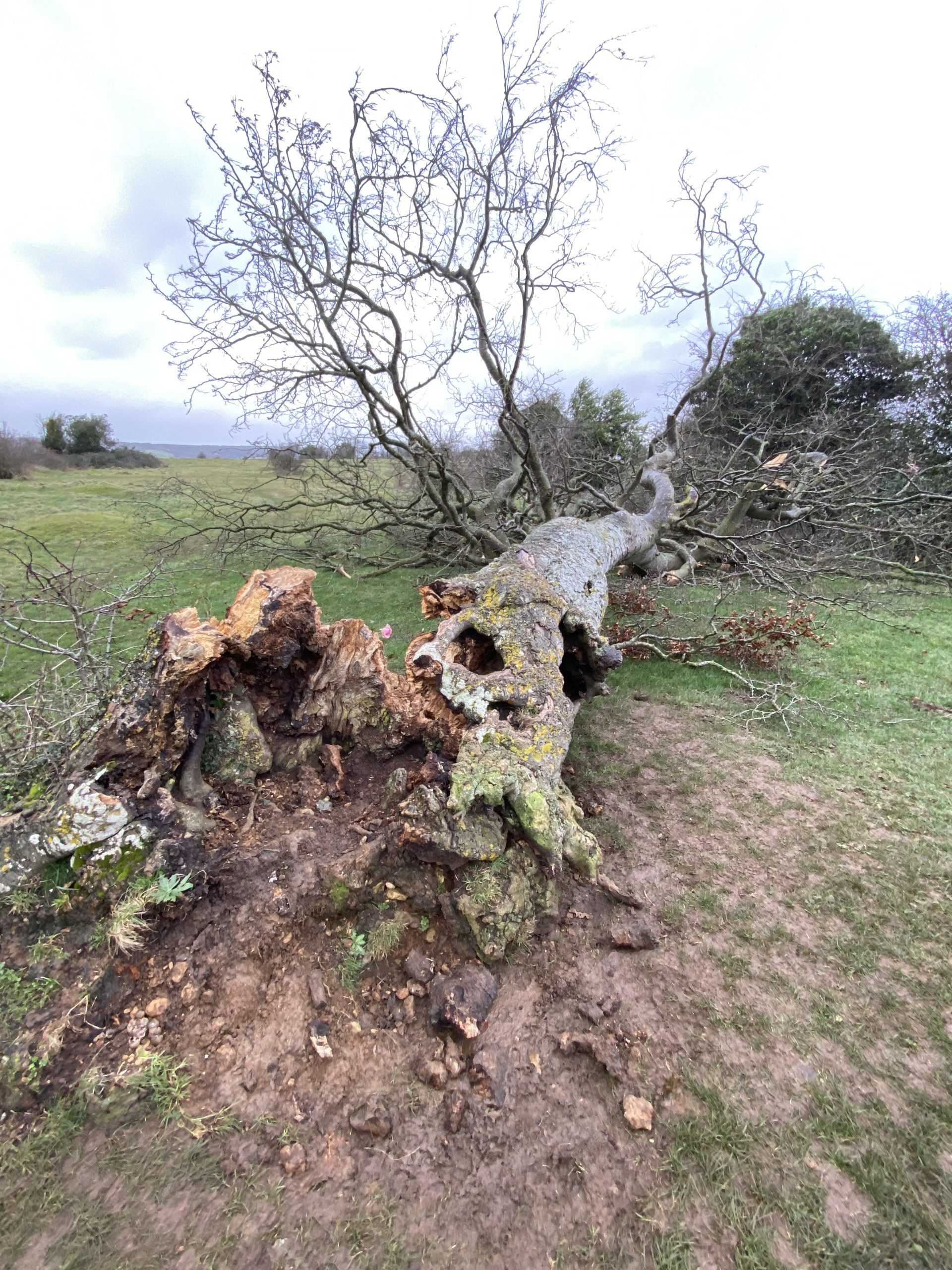 Rodborough Common – Remembering Rodborough